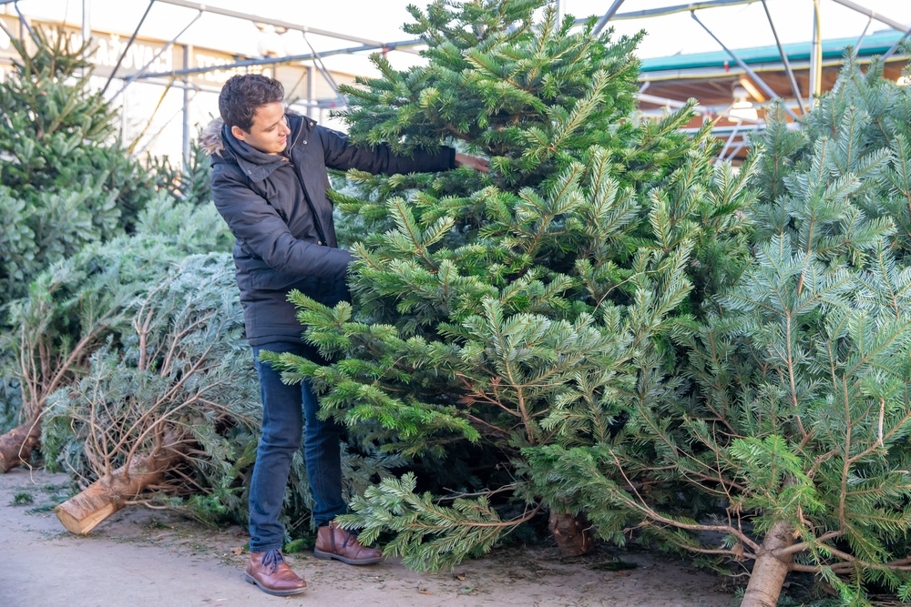 How to choose the right Christmas tree - Lyonshall Nurseries and Garden ...