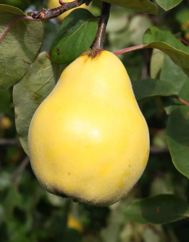 Quince (Cydonia) Vranja - Lyonshall Nurseries and Garden Centre ...